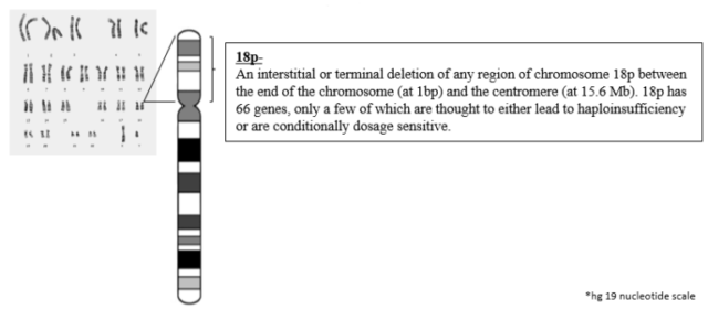 What is 18p: A Sixty-Second Summary - Chromosome 18